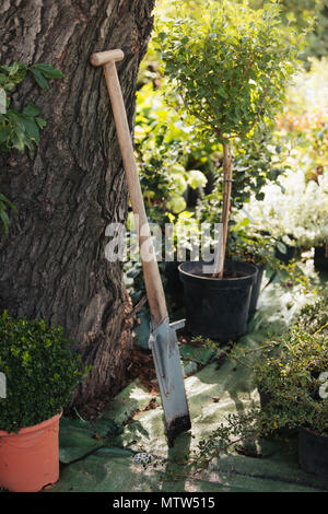 Close up of a spade handle in a poly tunnel full of crops and ...