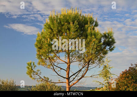 Mediterranean pine tree Latin pinus pinea also called umbrella, parasol ...