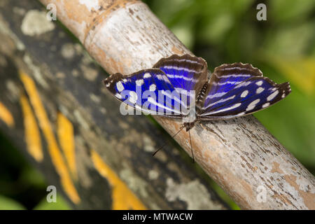 Tropical Blue Wave Butterfly (Myscelia cyaniris) a.k.a. Cyan Bluewing ...