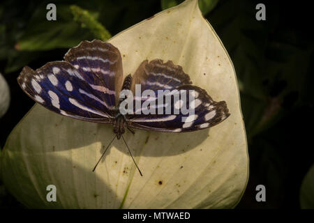 Tropical Blue Wave, Myscelia cyaniris, Nymphalidae, Costa Rica Stock ...