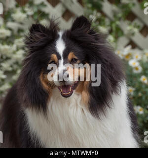 Cute shetland sheepdog looking up seen from a high angle view sitting ...