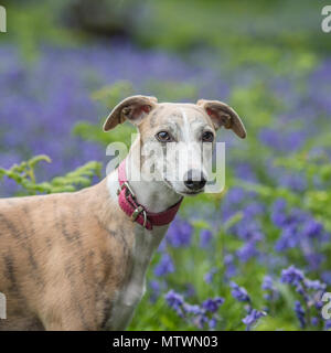 Whippet dog running in a red jacket on coursing green field Stock Photo ...