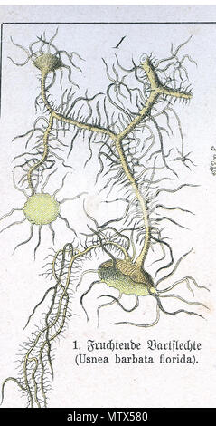 The illustration from 'Naturgeschichte des Pflanzenreichs' features a ...