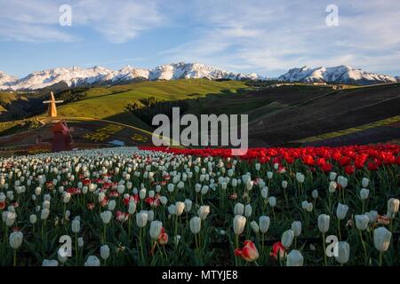May 31, 2018 - Xinjian, Xinjian, China - Xinjiang, CHINA-Tulips blossom ...