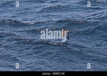 Boyd's Shearwater (Puffinus lherminieri boydi) adult in flight, showing ...