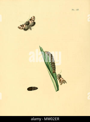 . Illustration of: Xanthopastis timais (as syn. Phalaena amaryllidis ...