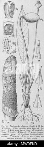 . English: Piptospatha botanical drawings from Das Pflanzenreich . 1912 ...