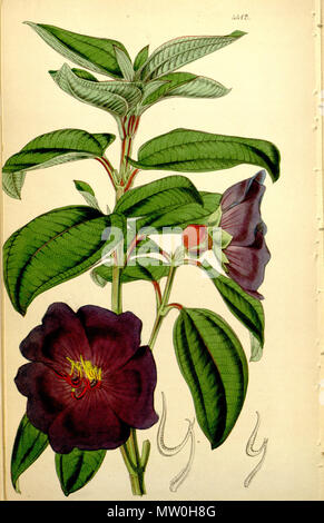 . Pleroma kunthianum (=Tibouchina semidecandra), Melastomataceae . 1848 ...