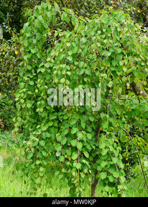 Young plant of the weeping form of the Katsura tree, Cercidiphyllum ...