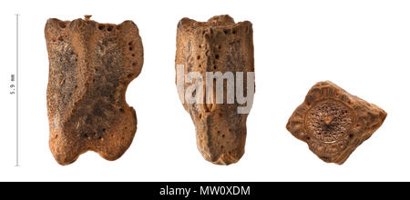 Crown Stick Insect's egg, Onchestus rentzi, 5.9 mm, isolated on white ...