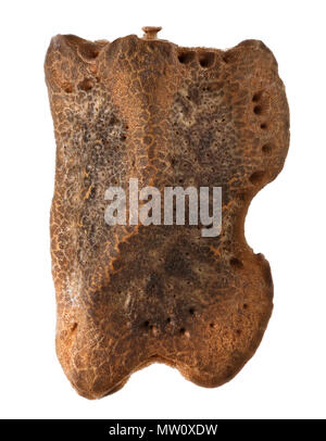 Crown Stick Insect's egg, Onchestus rentzi, 5.9 mm, isolated on white ...