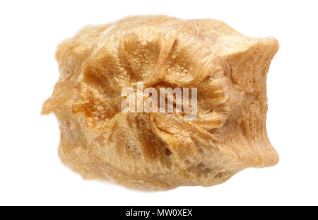 Phasmatodea's egg, Phyllium jacobsoni 5.8 mm, isolated on white Stock ...