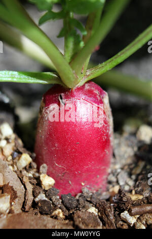 Close up of raddish Stock Photo - Alamy