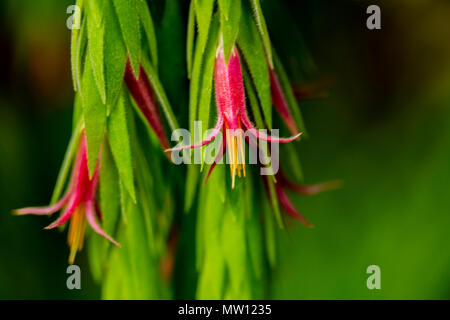 Flowers of epiphytic plant (Ceratostema rauhii Stock Photo - Alamy