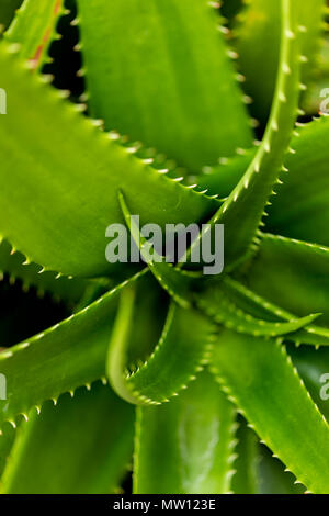 Detail of Aloe bussei succulent plant Stock Photo - Alamy