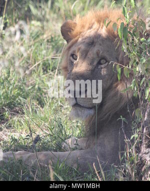 Lioness laying on grass looking alert and staring Stock Photo - Alamy