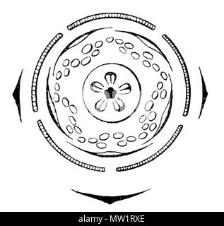 607 Tilia flowerdiagram Stock Photo - Alamy