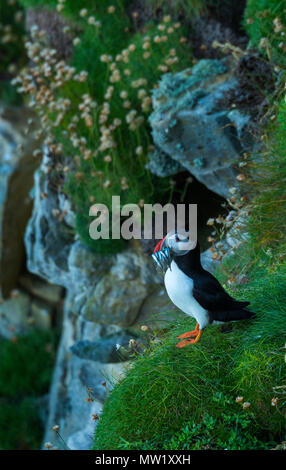 Europe, United Kingdom, Scotland. Puffin Stock Photo - Alamy