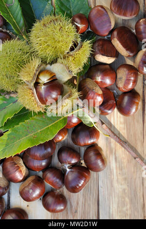 chestnuts on a branch Stock Photo - Alamy