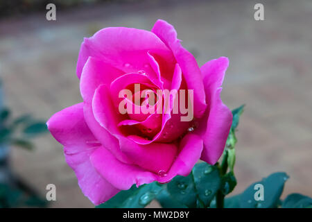 Pink Roses Perth Stock Photo - Alamy