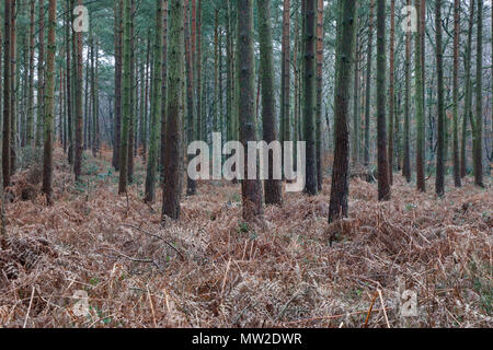 Winterfold Forest, Surrey Hills, Surrey, England, UK Stock Photo - Alamy