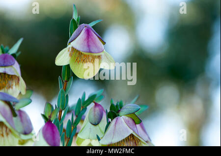Pimelea physodes, commonly known as the Qualup bell, is a species of ...