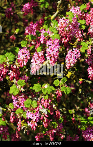 Ribes sanguineum, Red flowering currant flowers, British Columbia ...