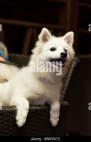 Japanese Spitz in front of white background Stock Photo - Alamy