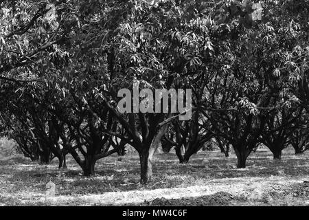 A grove of mango trees Stock Photo - Alamy
