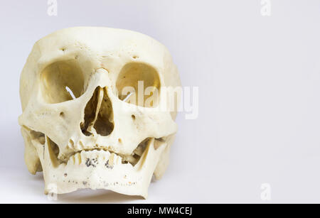 A human skull without the lower jaw on a white surface Stock Photo - Alamy