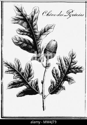 Pyrenean oak (Quercus pyrenaica) is a deciduous tree native to western ...