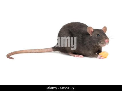 Beautiful gray rat eating cheese on white background closeup Stock ...