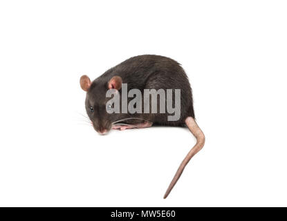 Gray rat sitting closeup on white background Stock Photo - Alamy