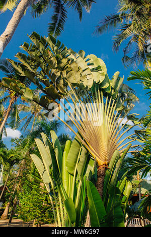 Traveler's tree, also called traveler's palm (Ravenala madagascariensis ...