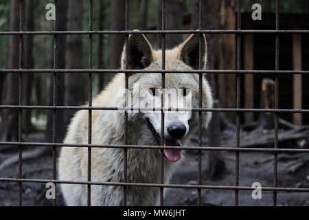 Polar wolf behind bars, summer color Canis lupus tundrarum. Breeding ...