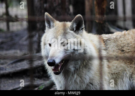 Polar wolf behind bars, summer color Canis lupus tundrarum. Breeding ...