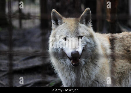 Polar wolf behind bars, summer color Canis lupus tundrarum. Breeding ...