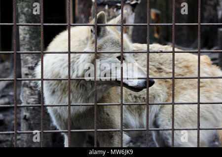 Polar wolf behind bars, summer color Canis lupus tundrarum. Breeding ...