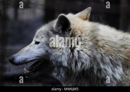 Polar wolf behind bars, summer color Canis lupus tundrarum. Breeding ...