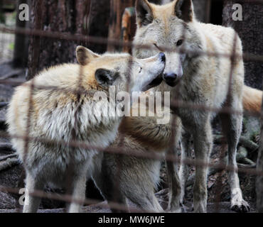 Polar wolf behind bars, summer color Canis lupus tundrarum. Breeding ...