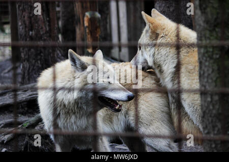 Polar wolf behind bars, summer color Canis lupus tundrarum. Breeding ...
