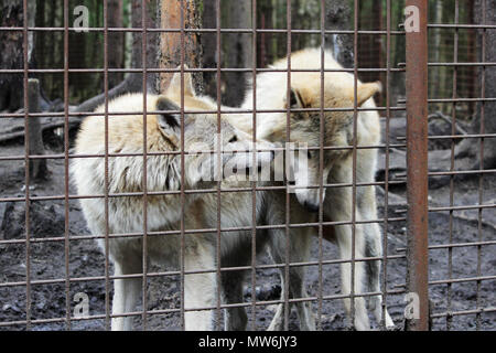 Polar wolf behind bars, summer color Canis lupus tundrarum. Breeding ...