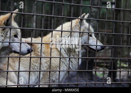 Polar wolf behind bars, summer color Canis lupus tundrarum. Breeding ...