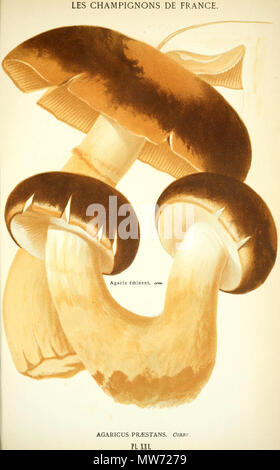 . English: Illustration of Agaricus praestans (Cortinarius praestans ...