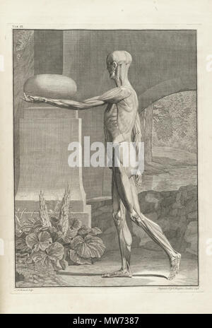 . Bernhard Siegfried Albinus (1697-1770): Tables of the Skeleton and ...