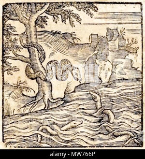 N/A. English: Illustration 46 from Deutsche Pomologie - Aepfel Apple ...