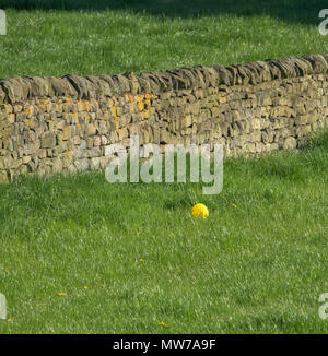 Balloon litter. A balloon has landed in a field. Released balloons can ...