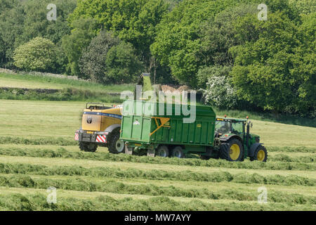 A combine harvester cutting grass and feeding it to a trailer that is ...