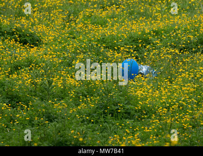 Balloon litter. A balloon has landed in a field. Released balloons can ...