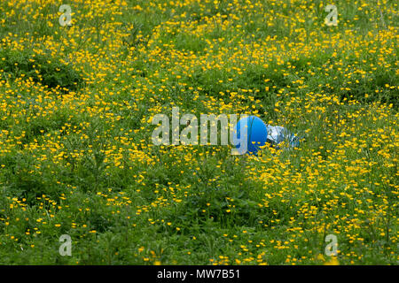 Balloon litter. A balloon has landed in a field. Released balloons can ...
